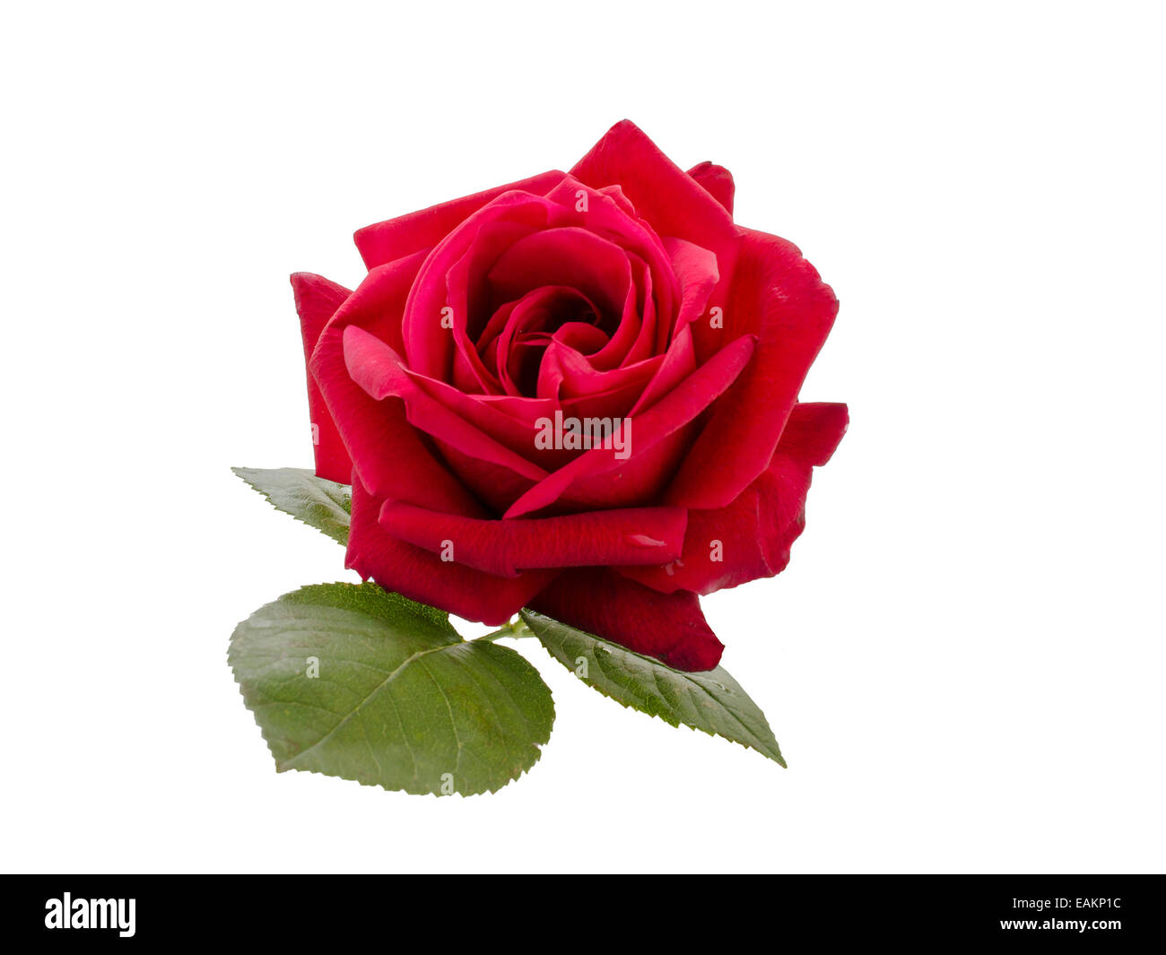 Single Red Rose isolated on white background Stock Photo - Alamy