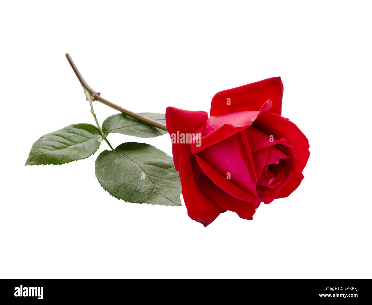 Single Red Rose isolated on white background Stock Photo - Alamy