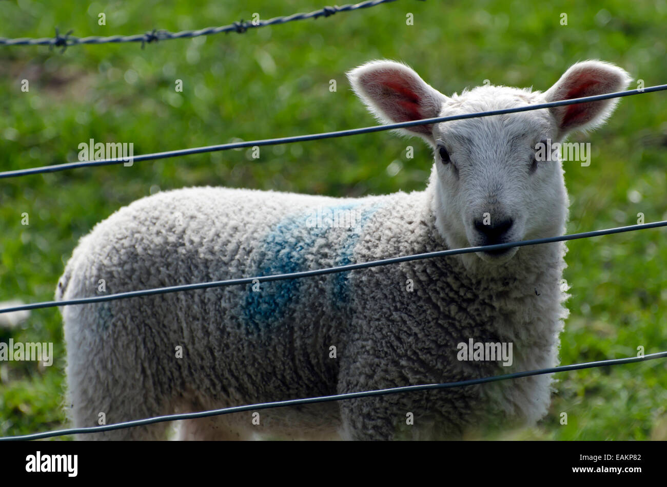 Young lamb in a field near Peebles in the Scottish Borders Stock Photo ...