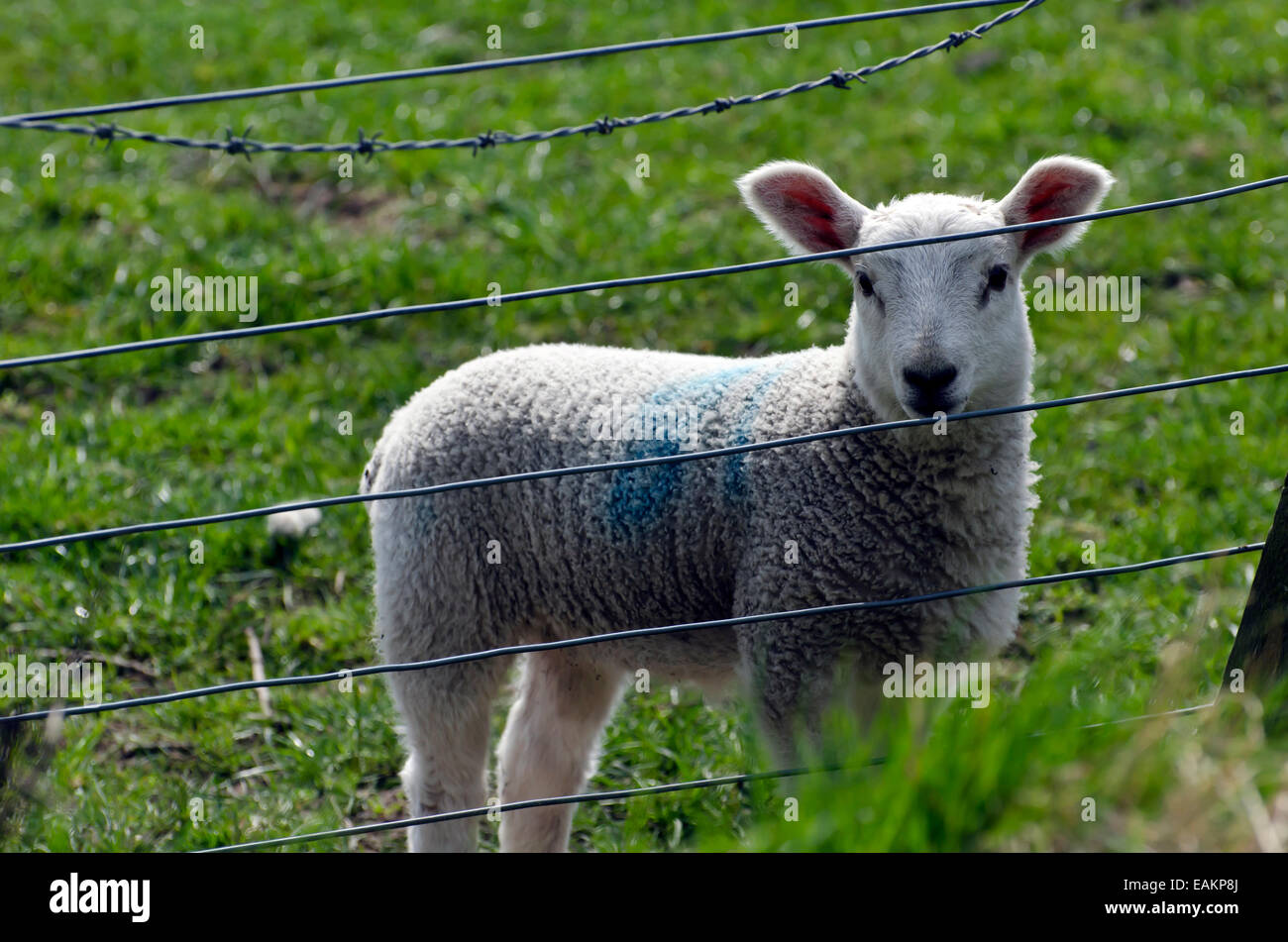 Rex Butcher High Resolution Stock Photography and Images - Alamy