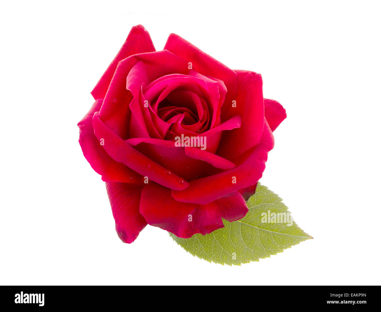 Single Red Rose isolated on white background Stock Photo - Alamy