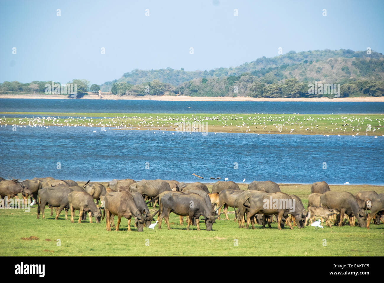 Buffaloes hi-res stock photography and images - Alamy