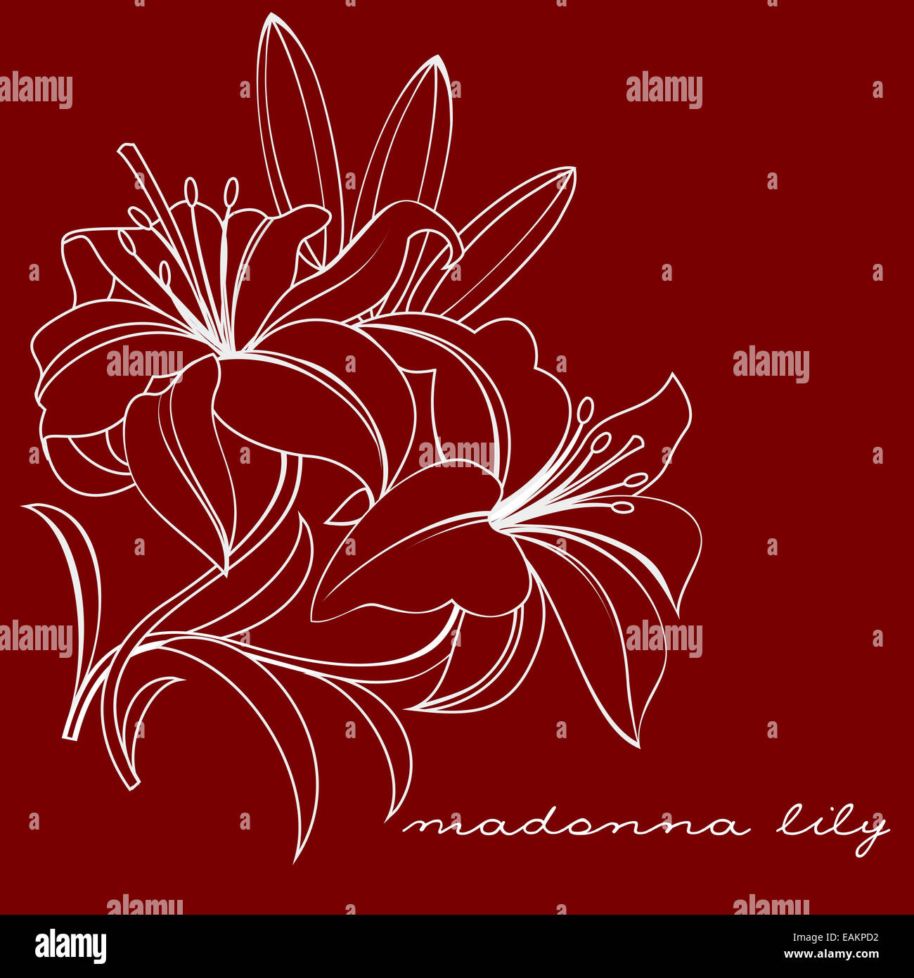Madonna lily illustration hi-res stock photography and images - Alamy
