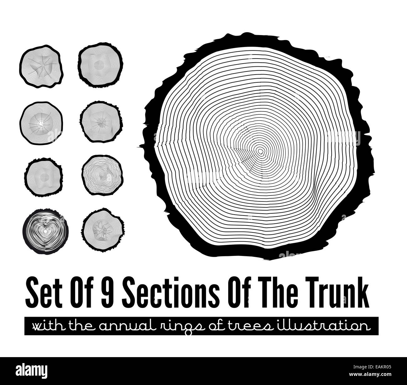 Cross section timber section Black and White Stock Photos & Images - Alamy