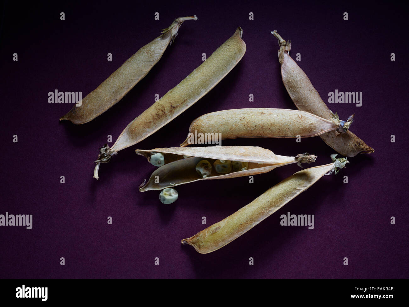 Dried pea pods Stock Photo - Alamy