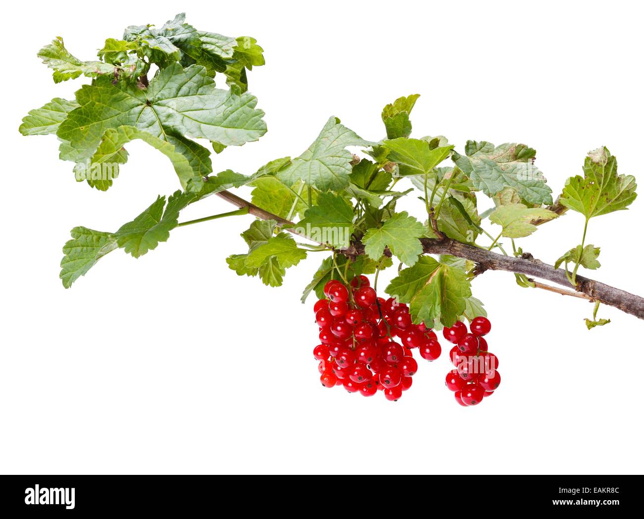 Red berry cluster hi-res stock photography and images - Alamy