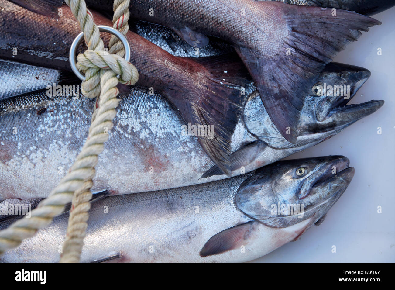 Catch caught hi-res stock photography and images - Alamy
