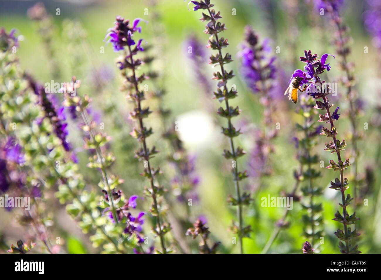 A bee flies between flowers, collecting and spreading pollen in western ...