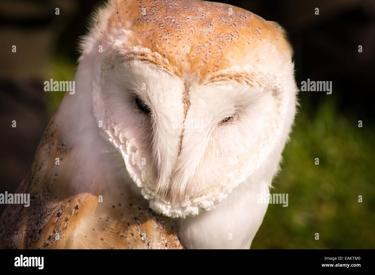 Barn owl feather detail hi-res stock photography and images - Alamy