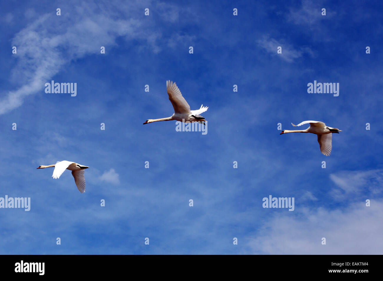 Three beautyful white swans flying in a blue light cloudy sky. Symbol ...