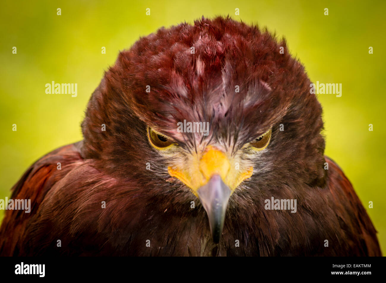 A close up photo of a Harris hawk Stock Photo - Alamy