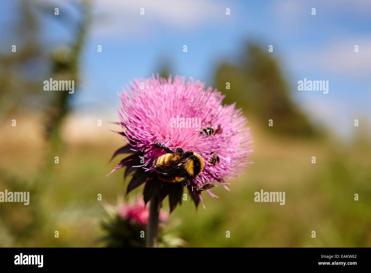 bee and insects collecting pollen from canadian thistle plants ...