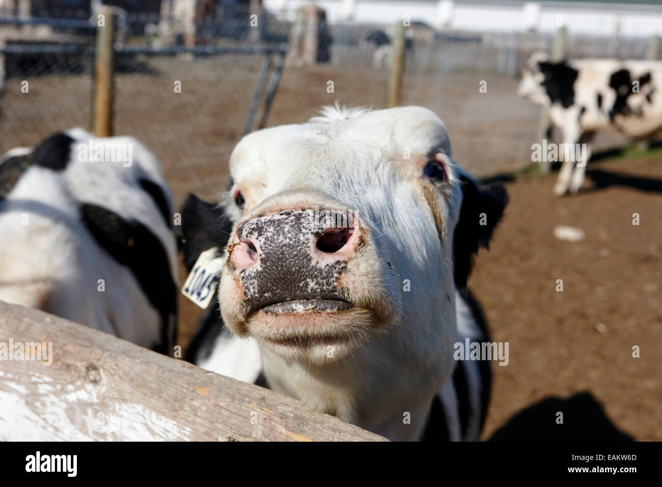 cow smellling air in beef cattle herd saskatoon Saskatchewan Canada ...