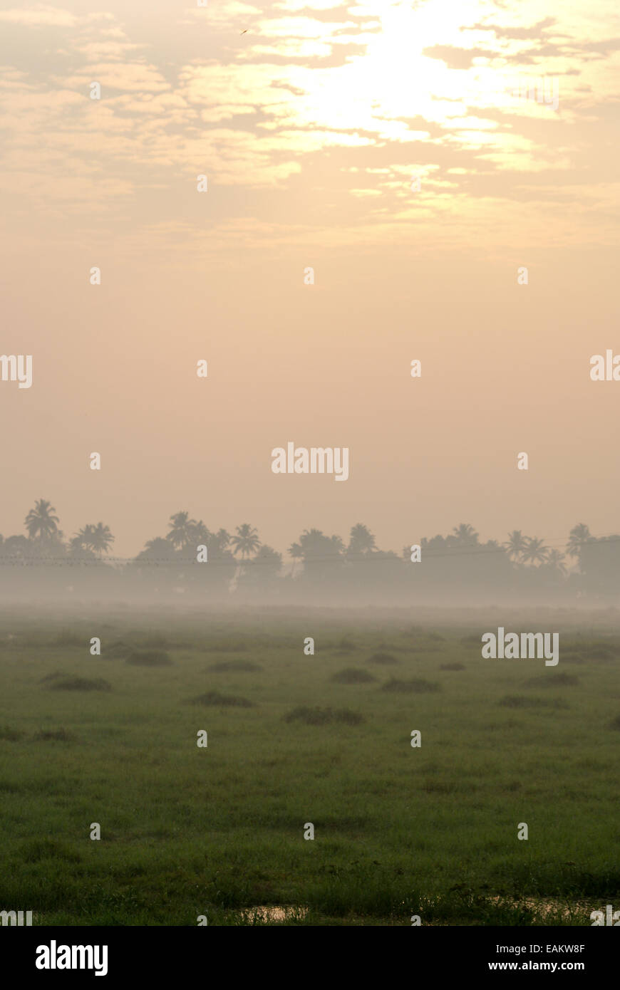 A rice paddy at sunset in Kerala, India Stock Photo - Alamy