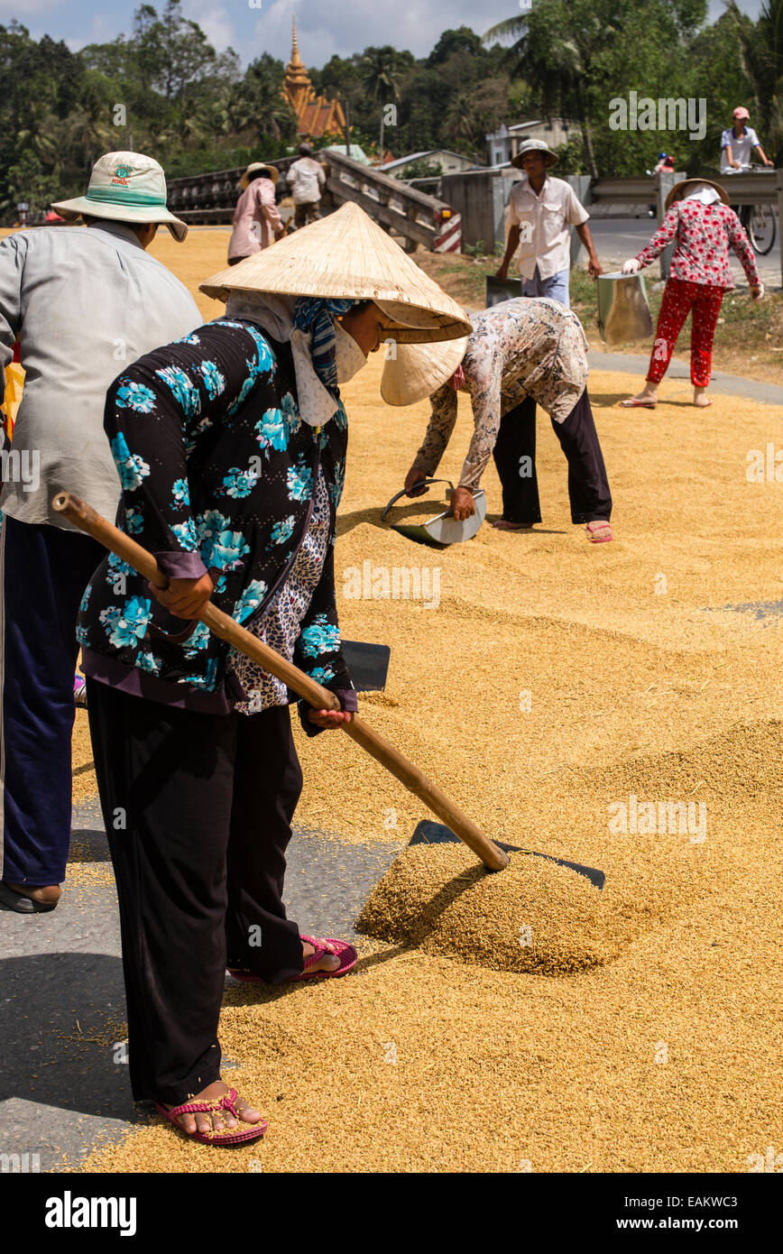 Rice drying on the road hi-res stock photography and images - Alamy