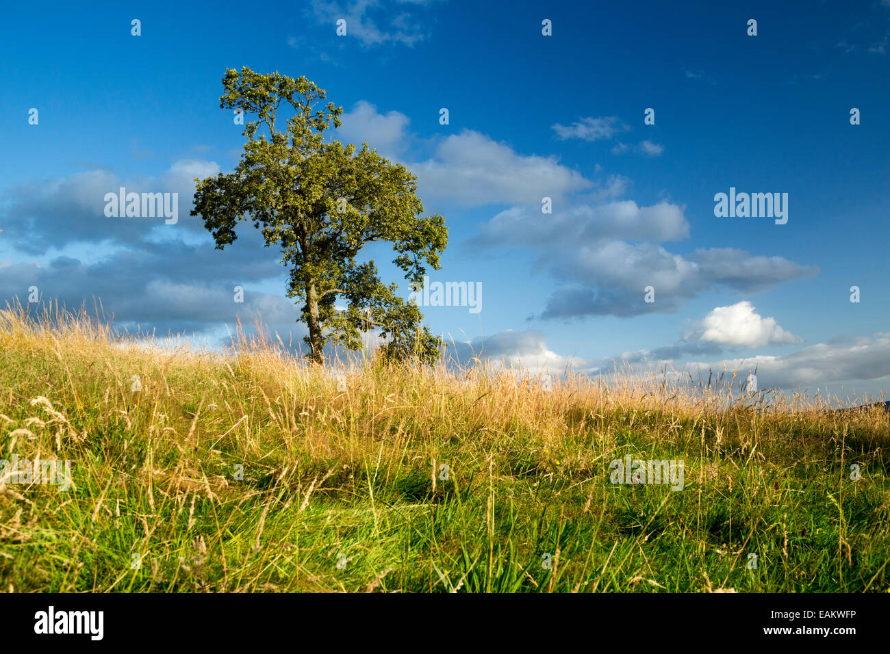 Clitheroe and lancashire hi-res stock photography and images - Alamy