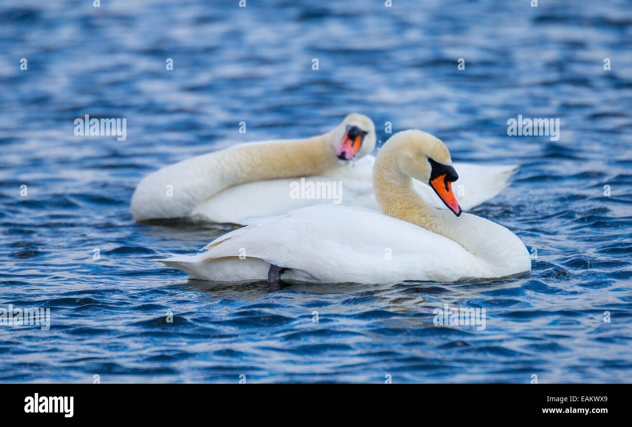 Two swans swimming Stock Photo - Alamy