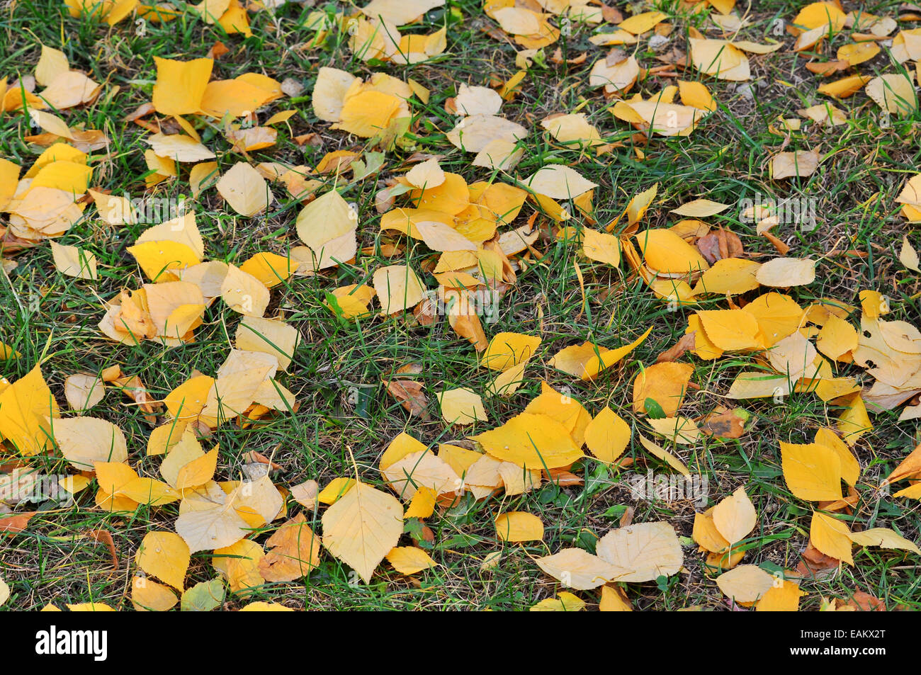 Rotten leaves hi-res stock photography and images - Alamy