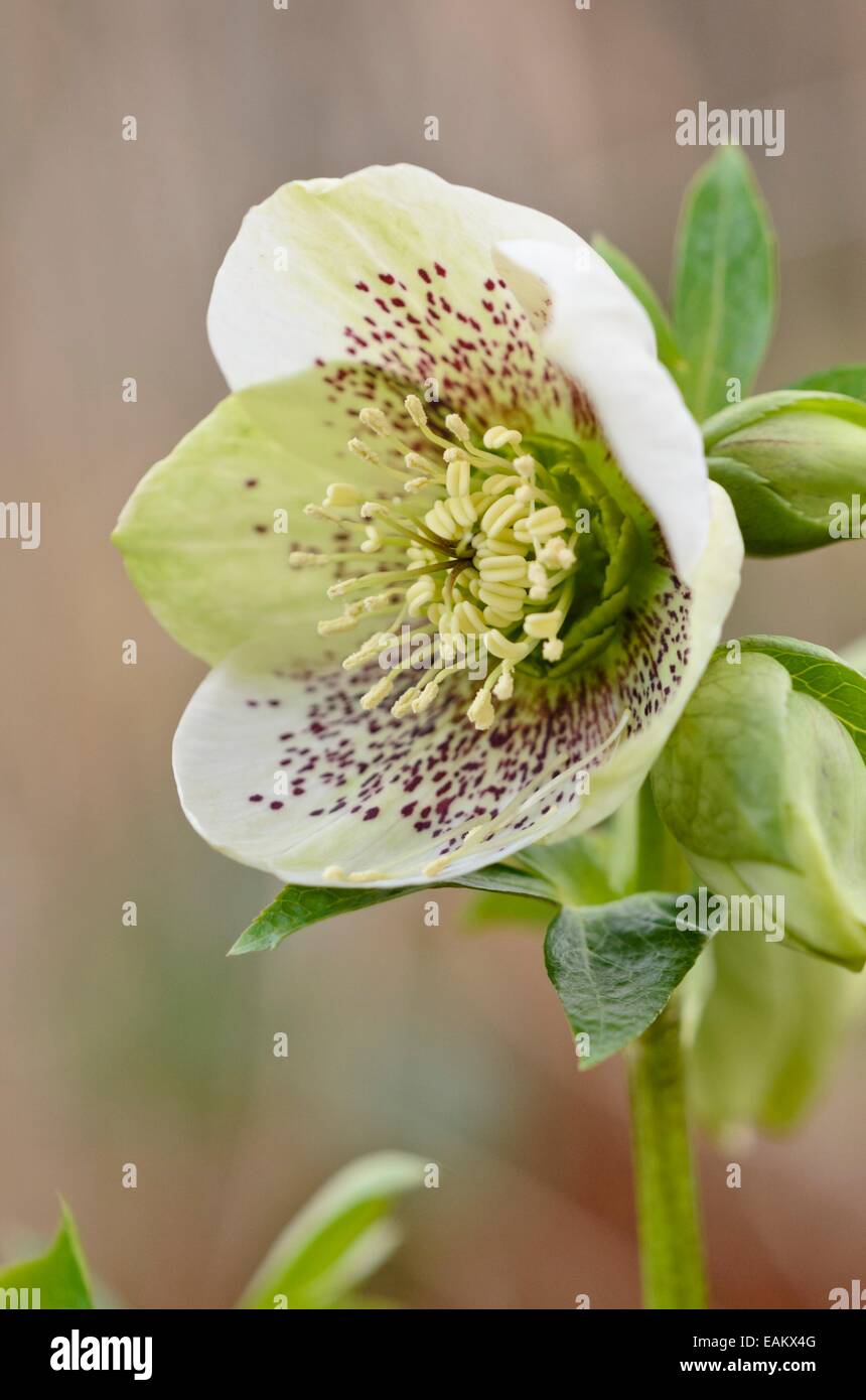 Purple lenten roses hi-res stock photography and images - Alamy
