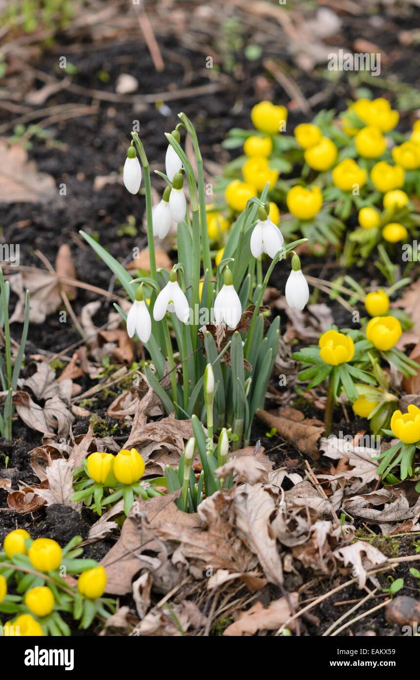 Mixed plants with snowdrops hi-res stock photography and images - Alamy
