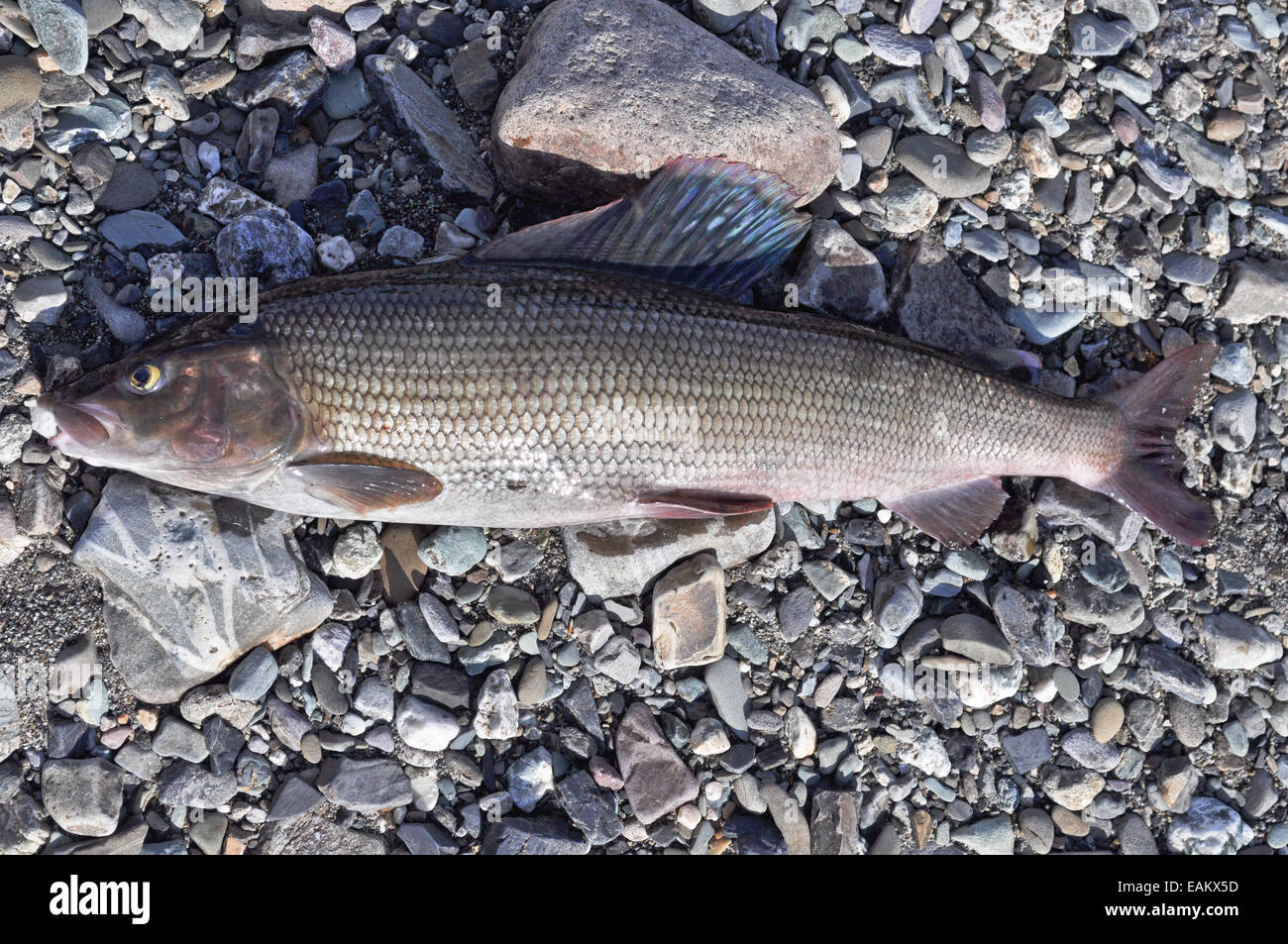 The European grayling. Half-meter grayling caught on the Ural river ...