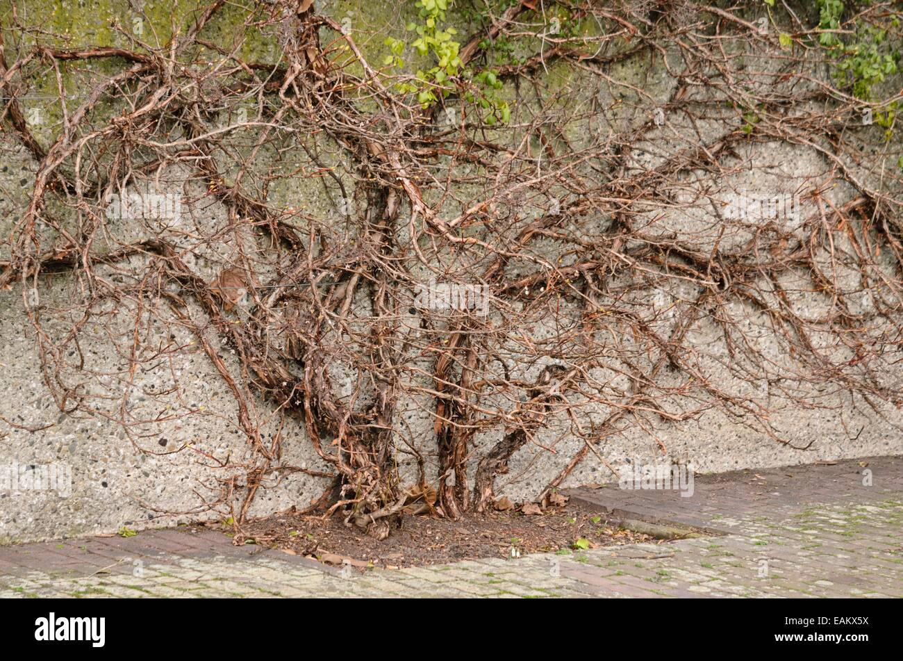 Climbing hydrangea (Hydrangea anomala subsp. petiolaris Stock Photo - Alamy
