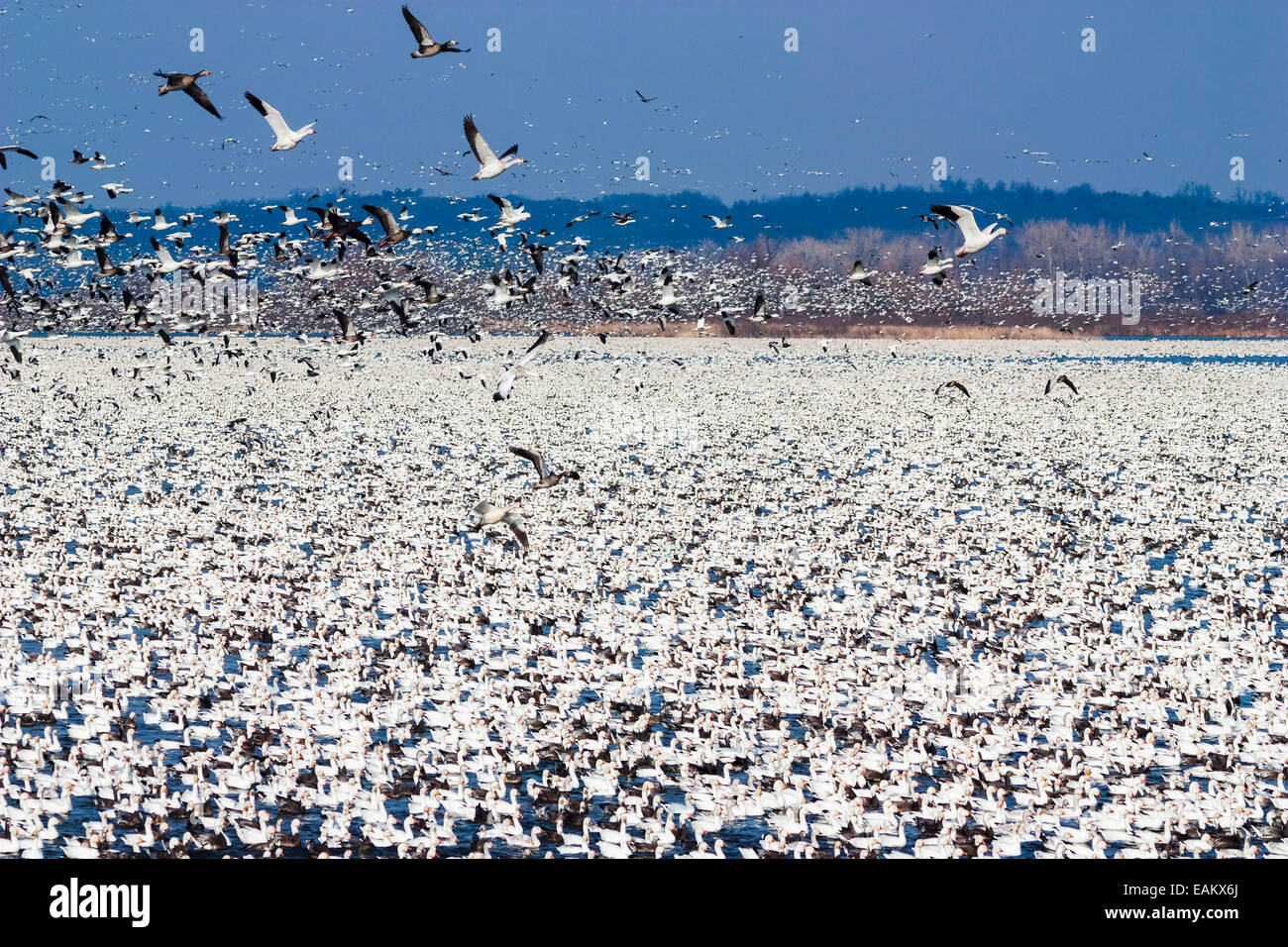 Millions of Snow Geese migrate through Squaw Creek National Wildlife ...