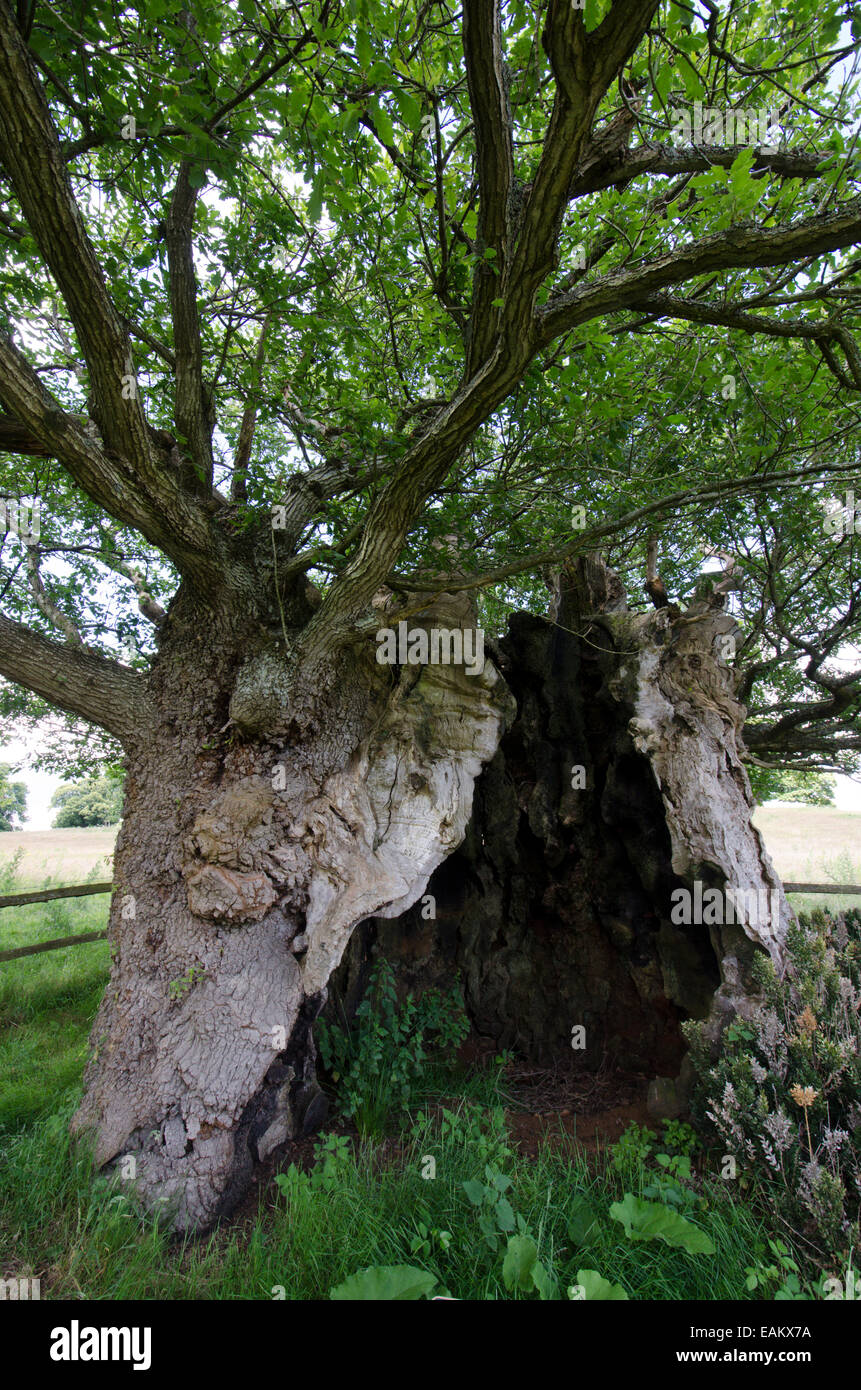 Queen elizabeth oak cowdray park hi-res stock photography and images ...