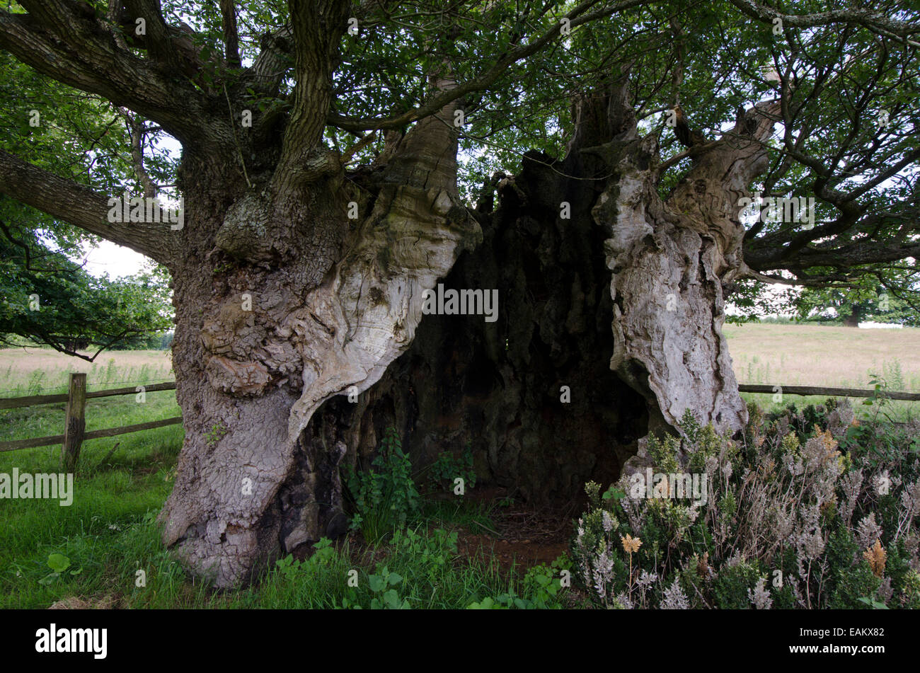 The Queen Elizabeth 1 Oak. Cowdray Park, Midhurst, Sussex, UK. One of ...