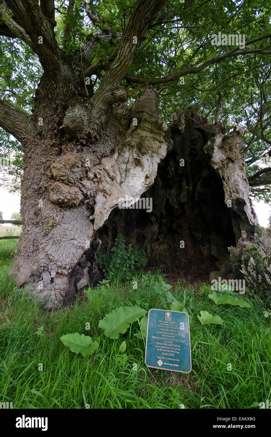The Queen Elizabeth 1 Oak. Cowdray Park, Midhurst, Sussex, UK. One of ...