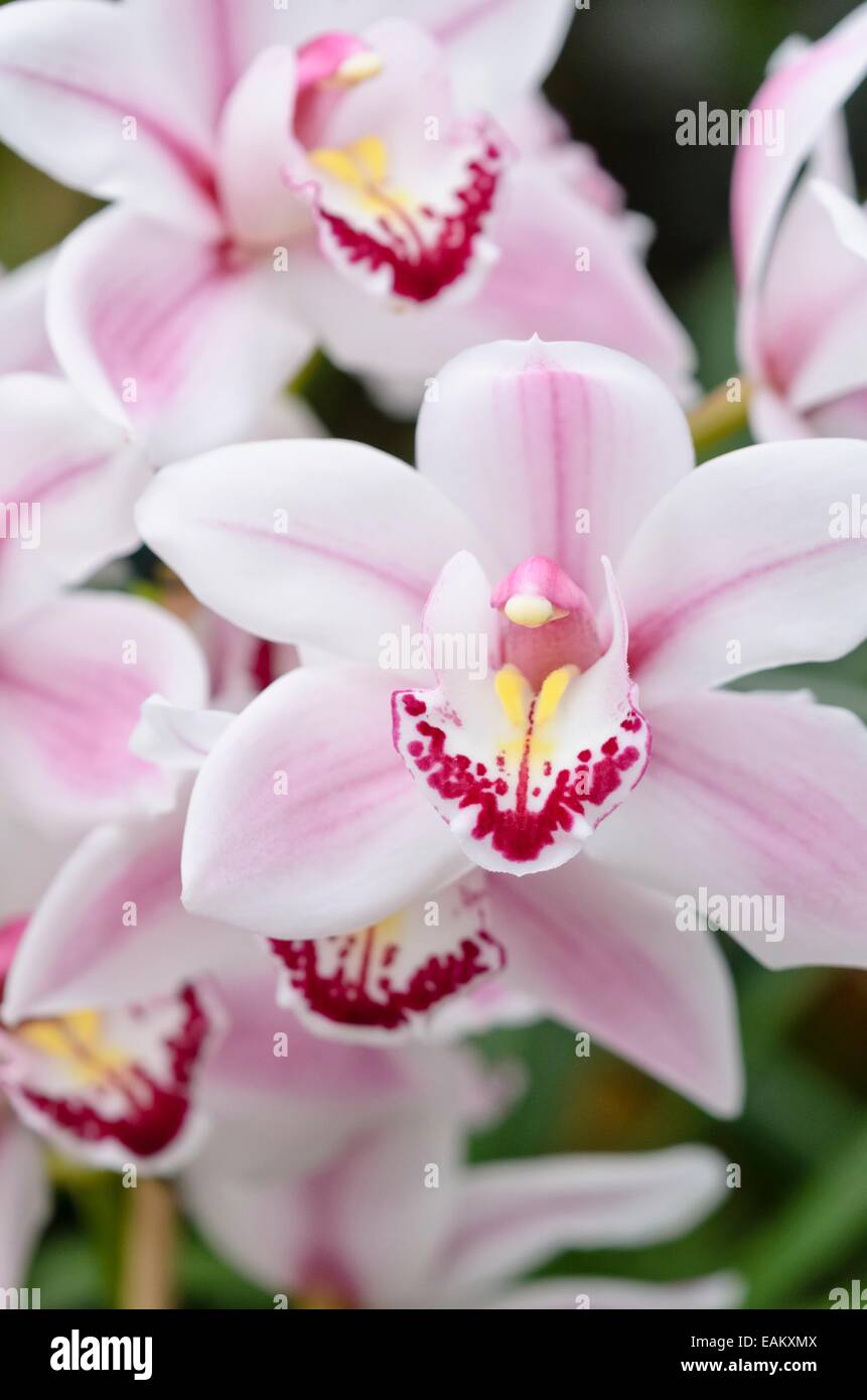 Pink orchid cymbidium hybrid hi-res stock photography and images - Alamy