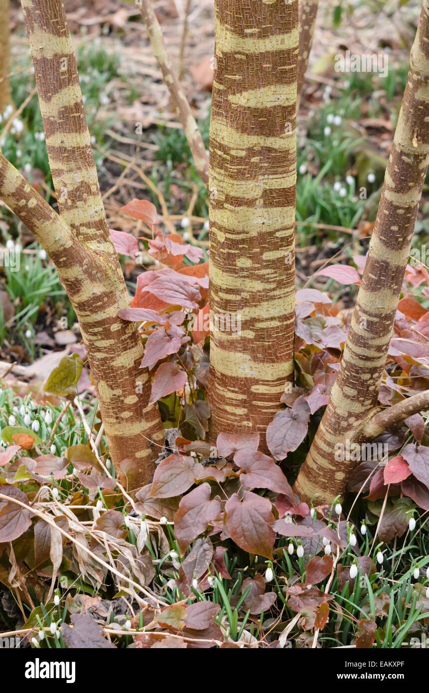Paper mulberry (Broussonetia papyrifera Stock Photo - Alamy