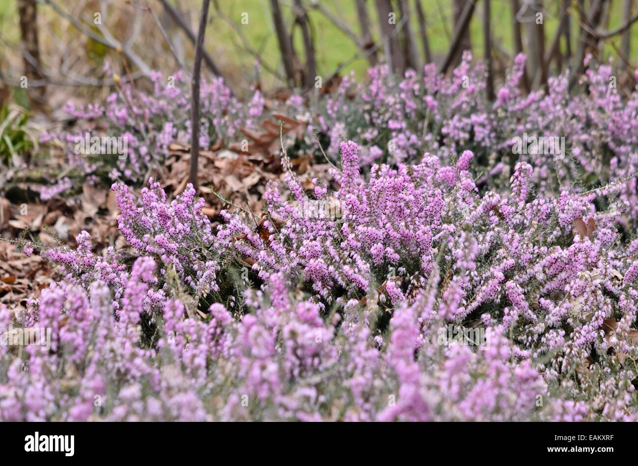 Winter heather (Erica carnea 'December Red' syn. Erica herbacea ...