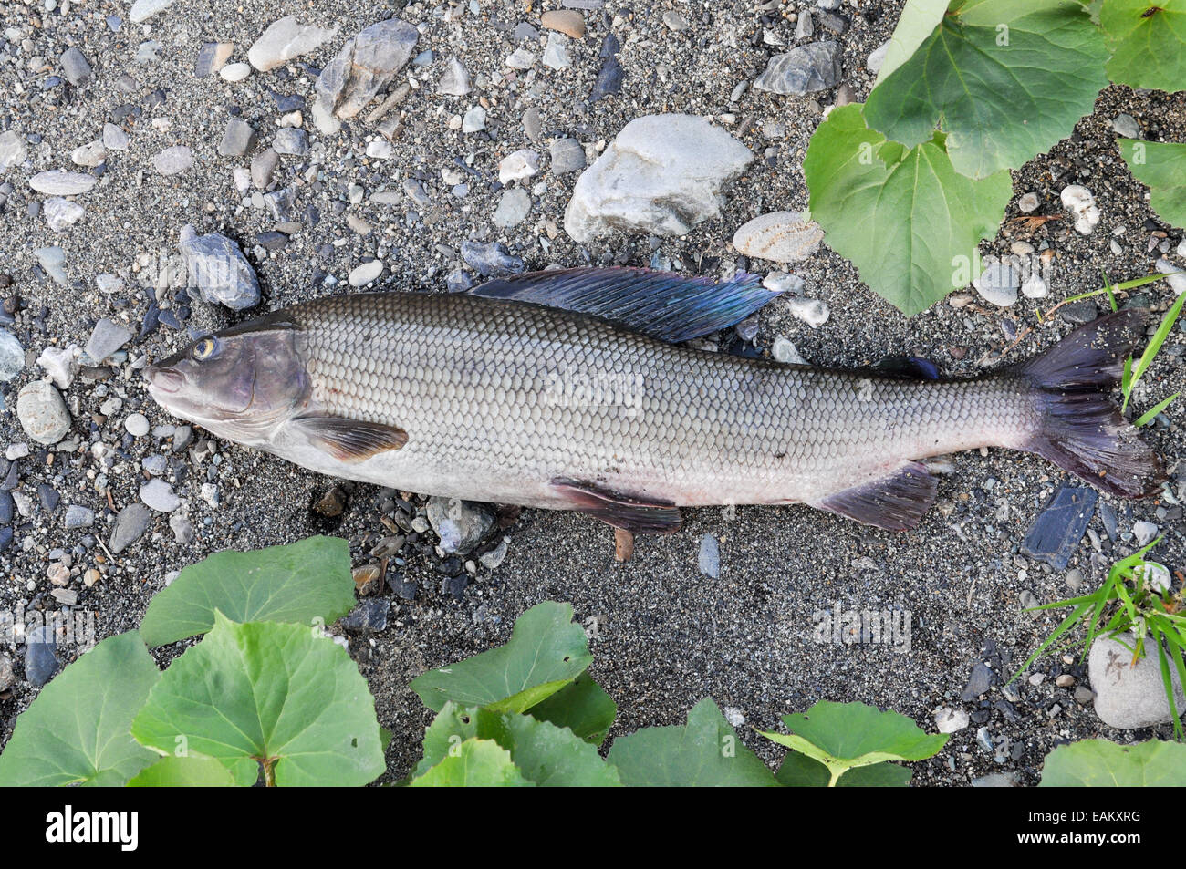 The European grayling. Half-meter grayling caught on the Ural river ...
