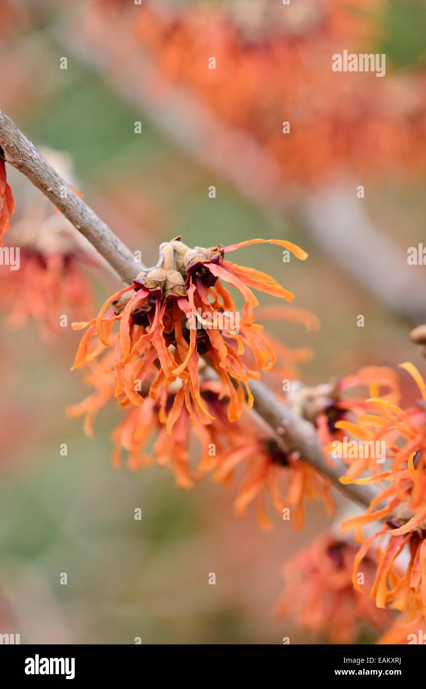 Witch hazel (Hamamelis x intermedia 'Diane' Stock Photo - Alamy