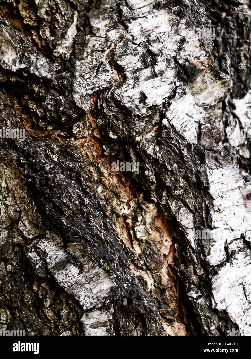 Black and white tree bark hi-res stock photography and images - Alamy