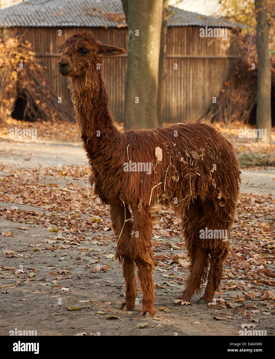 funny fluffy brown alpaca with dry leaves on the fur Stock Photo - Alamy