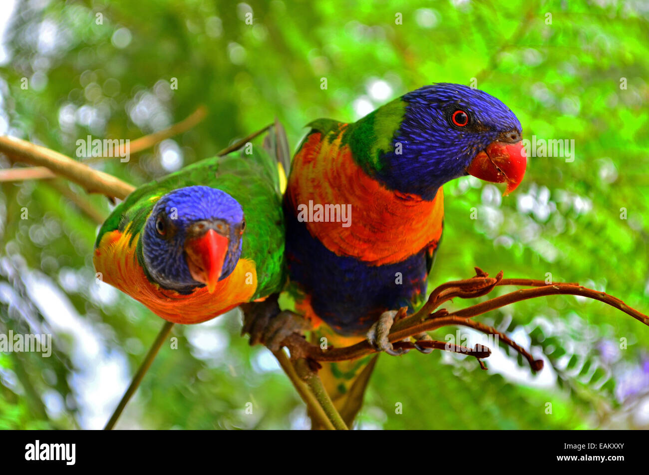 Beautiful Rainbow Lorikeets Stock Photo - Alamy