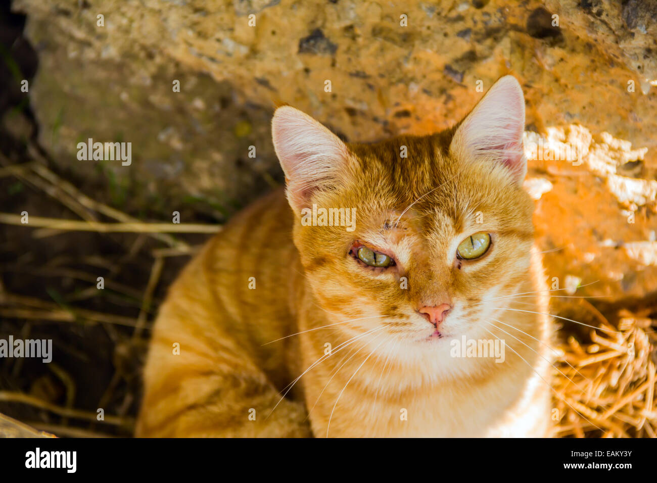 very sad cat with big green eyes Stock Photo - Alamy