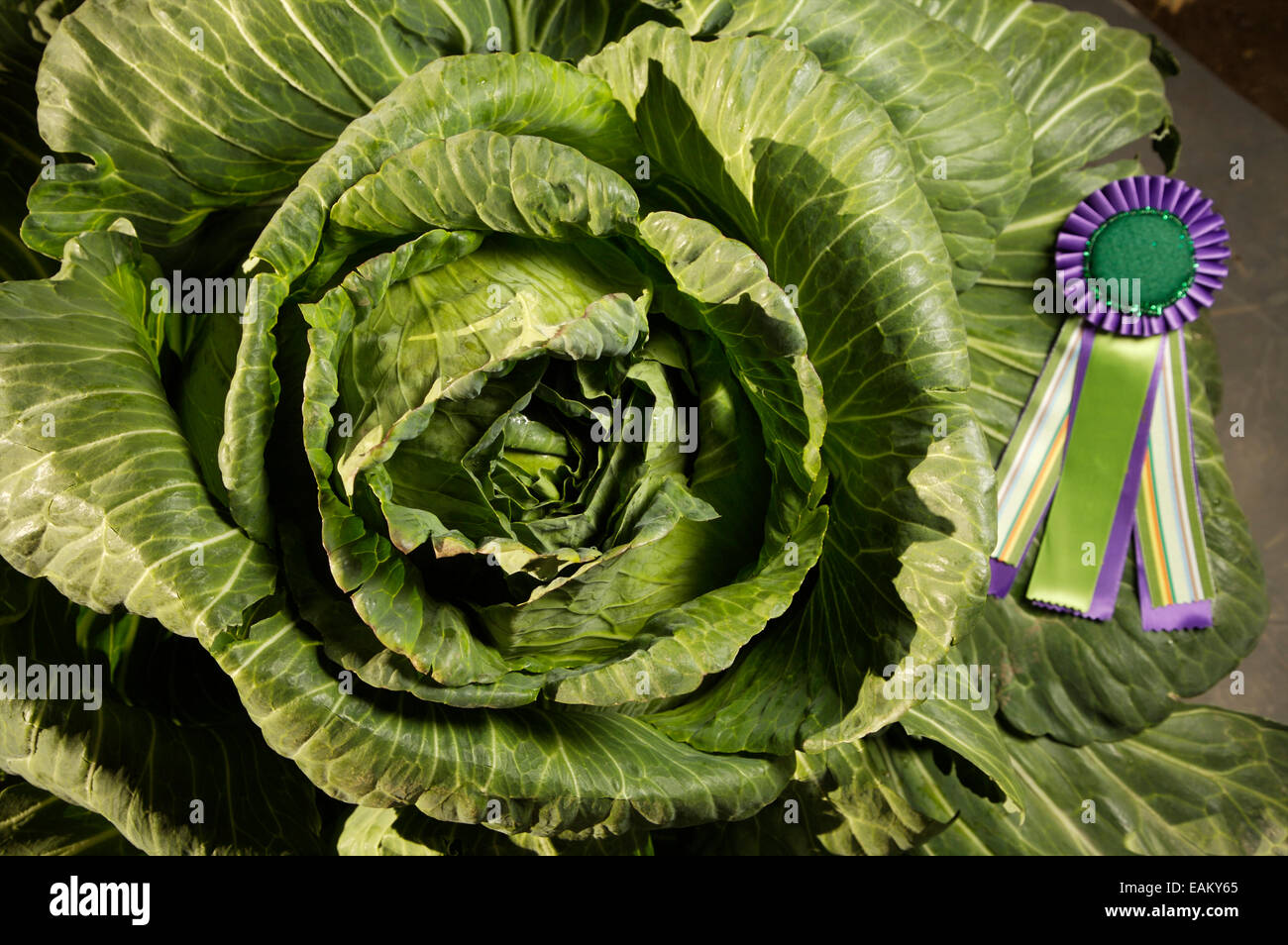 Alaska state fair cabbage hi-res stock photography and images - Alamy