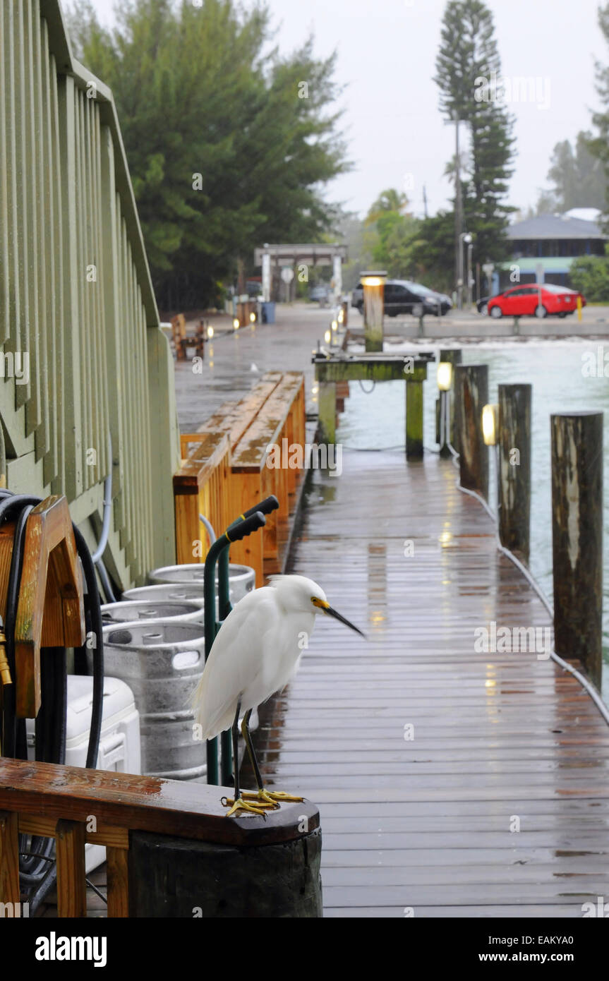 Anna Maria Island, Florida, USA. 17th November, 2014. Torrential rain ...