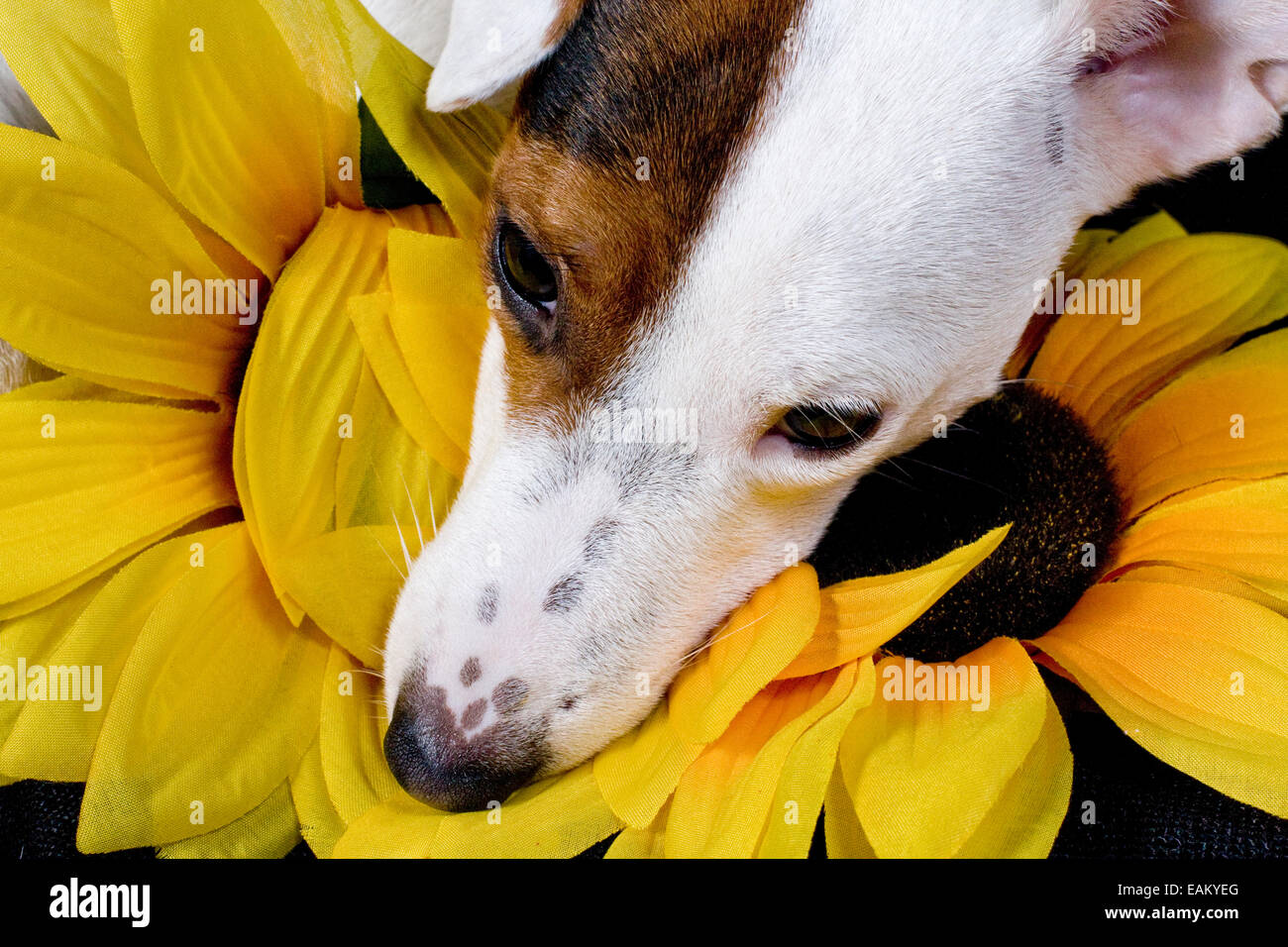 Cute little sad dog lying with his head on yellow big flowers Stock ...