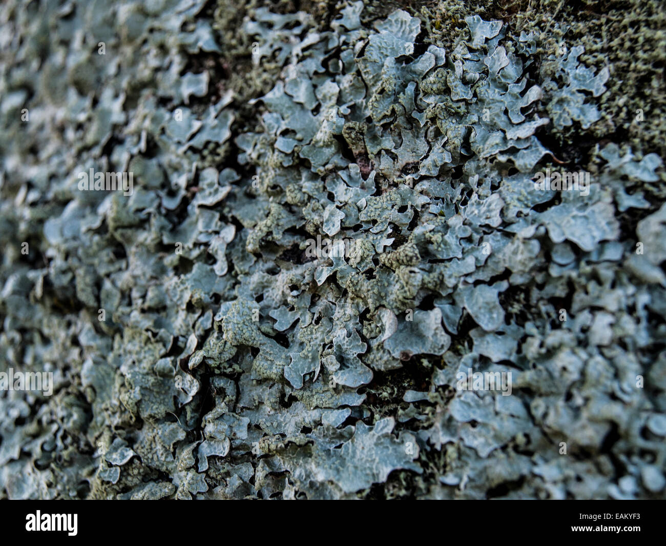 Tree mold hi-res stock photography and images - Alamy