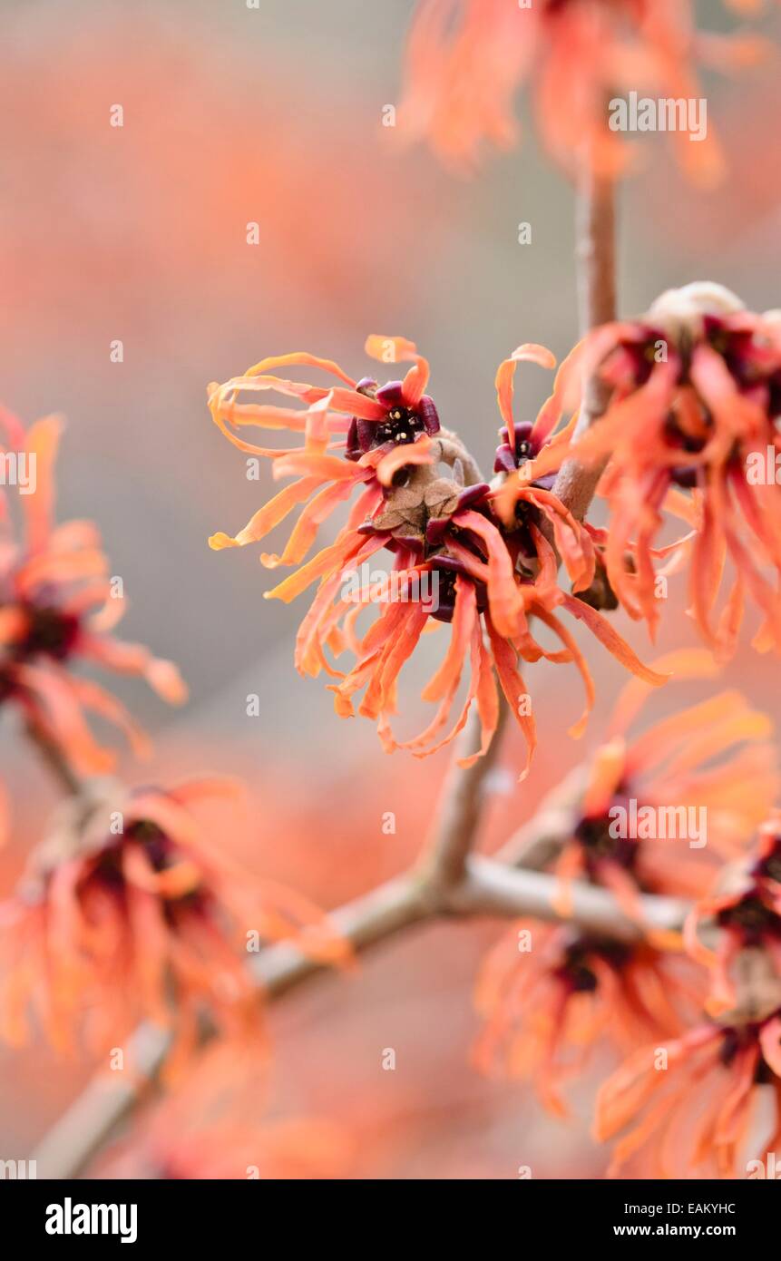 Witch hazel (Hamamelis x intermedia 'Diane' Stock Photo - Alamy