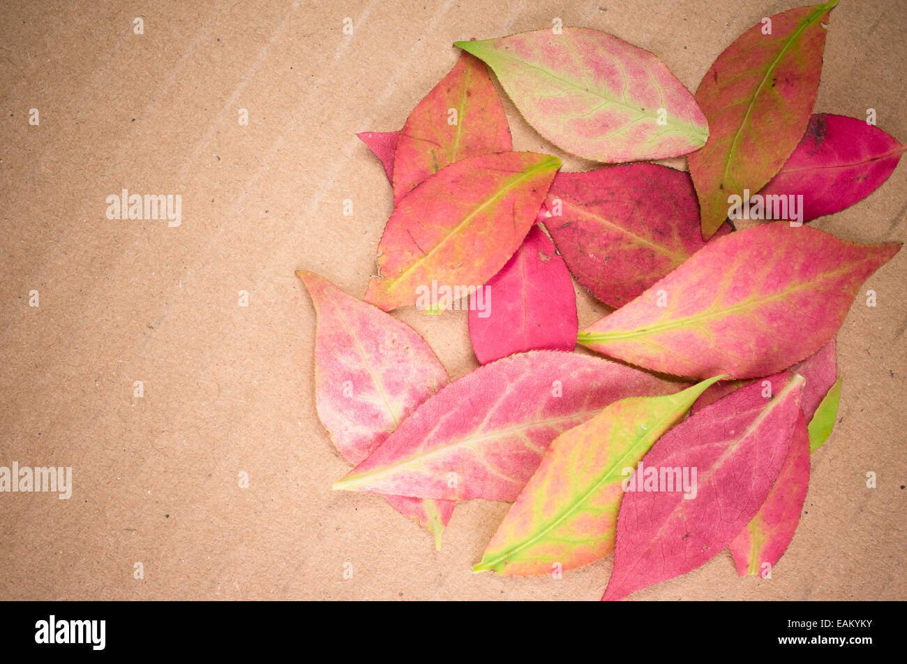 many red leaves on a recycled paperboard surface Stock Photo - Alamy