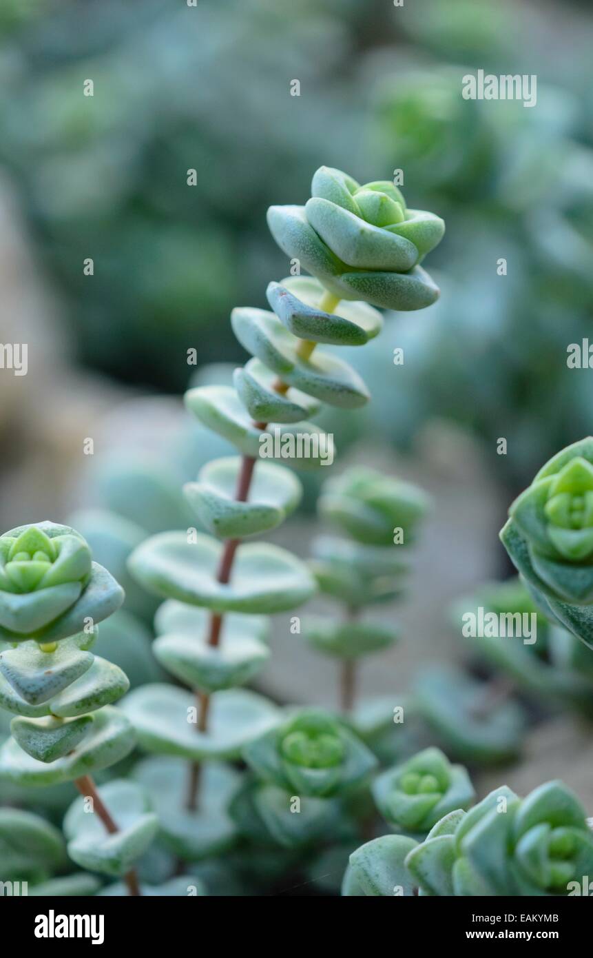 Crassula species hi-res stock photography and images - Alamy