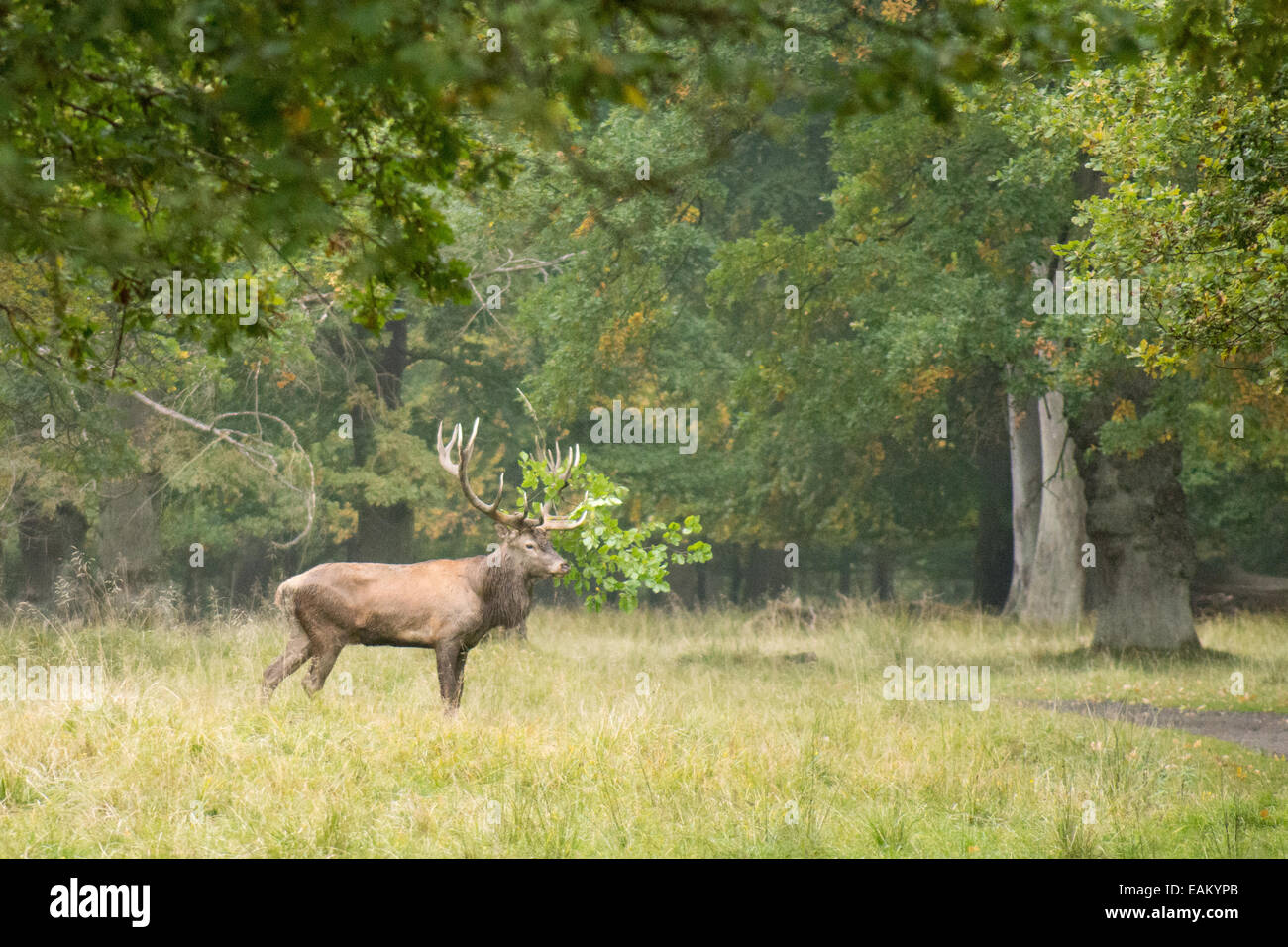 Male red deer, Cervus elaphus in a forest in autumn Stock Photo - Alamy