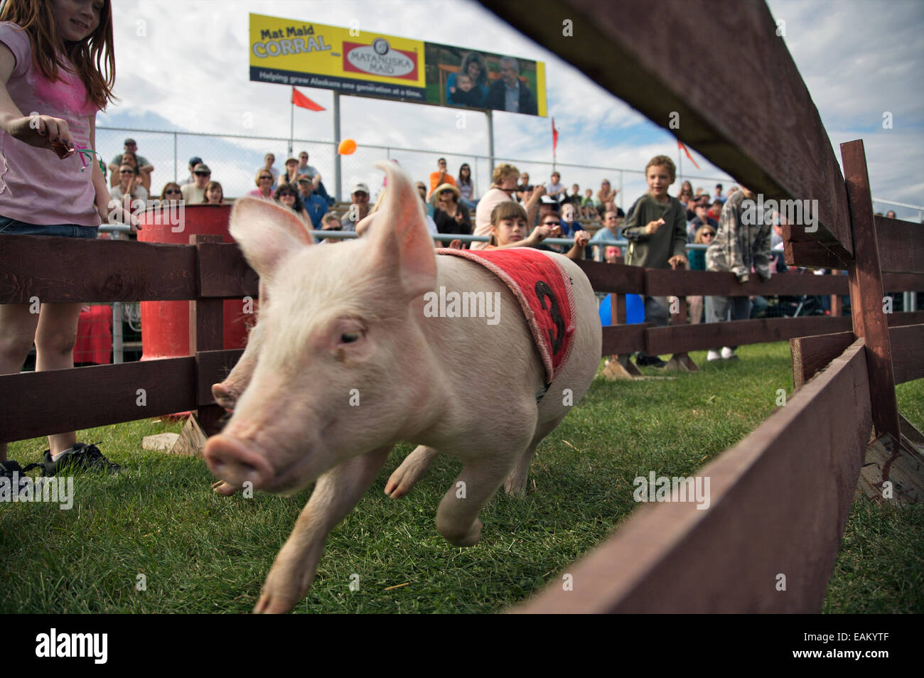 Spectators Watch Pigs Race At The Alaska State Fair In Palmer. Summer ...