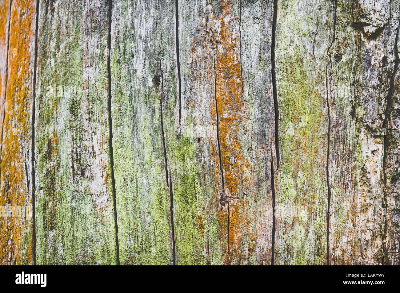 Wooden mould and nature hi-res stock photography and images - Alamy