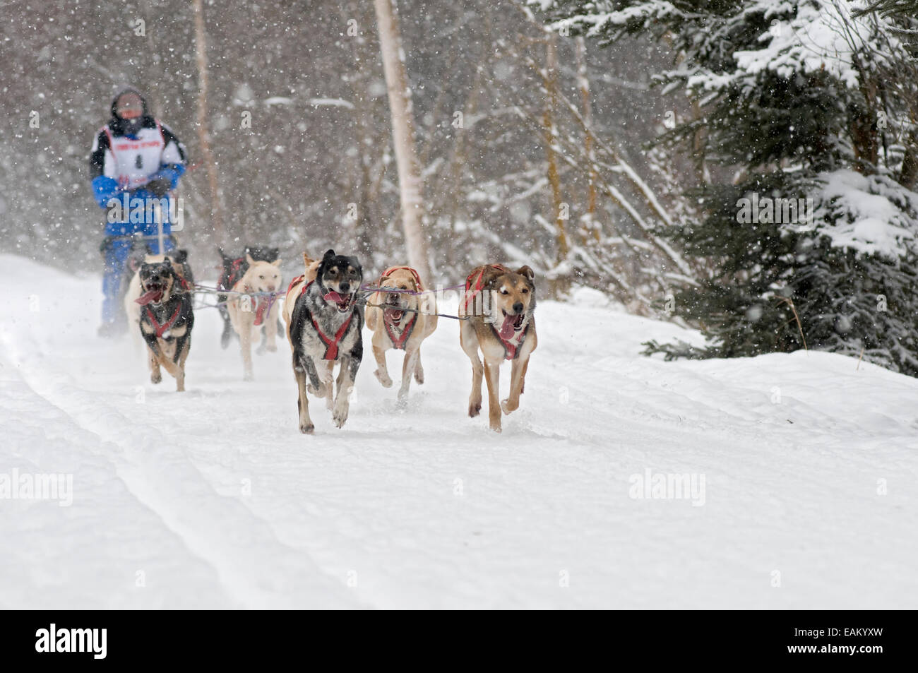 Chester creek trail anchorage hi-res stock photography and images - Alamy